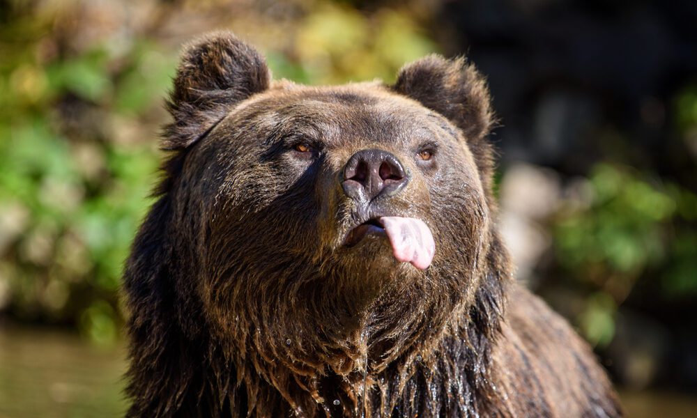 Colorado Bear Uses Trail Camera To Take 400 Selfies - X96